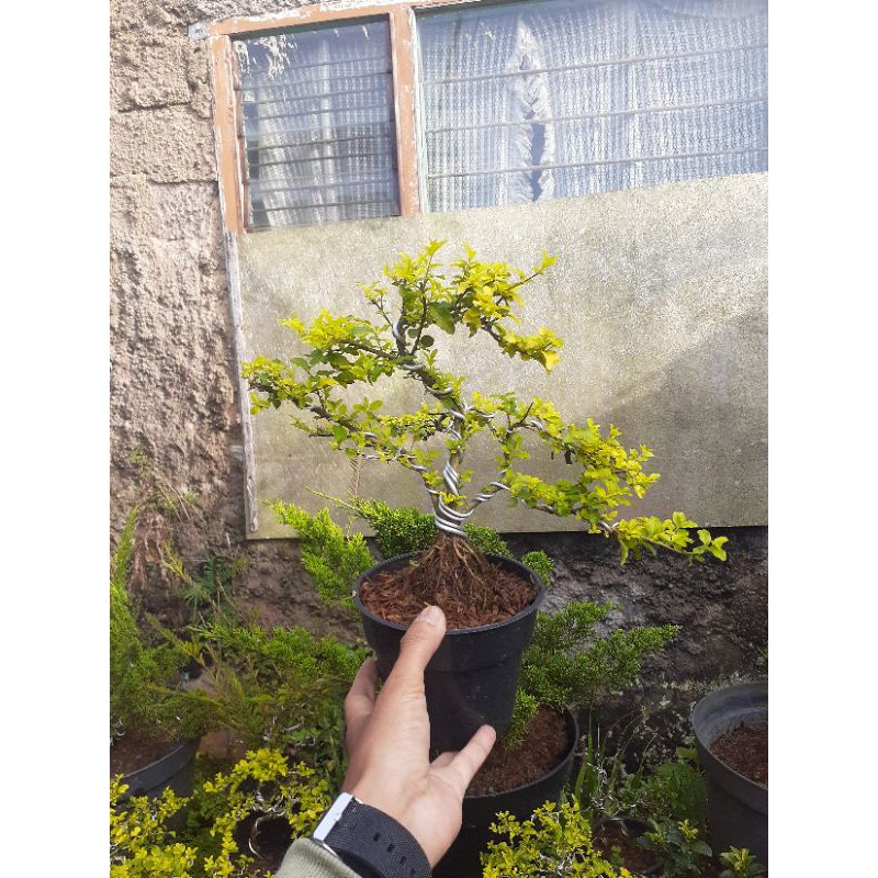 Jual Tanaman Bonsai legistrum kuning - Tanaman hias legistrum Indonesia ...