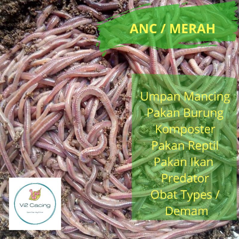 Jual Cacing Tanah Cacing ANC Cacing Merah 500 Gram | Shopee Indonesia
