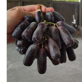 Jual Sweet Sapphire Grape / Anggur Moondrop USA (1kg) Indonesia|Shopee ...