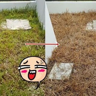 Jual Racun Rumput + Alat Semprot Pompa onderdil | Shopee Indonesia