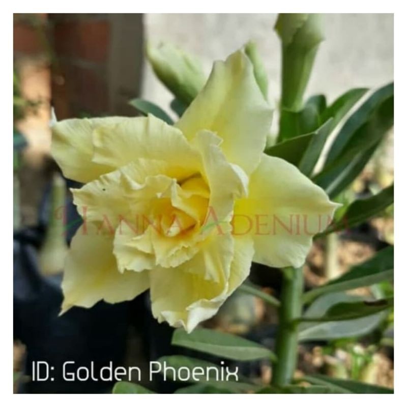 Jual Bibit Bunga Adenium Kamboja - Golden Phoenix-adenium bunga tumpuk ...