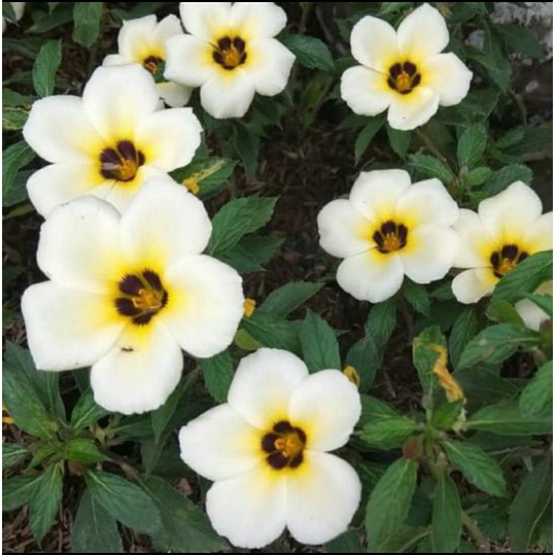 Jual Tanaman hias hidup turnera bunga putih / lidah kucing bunga jam 8 ...