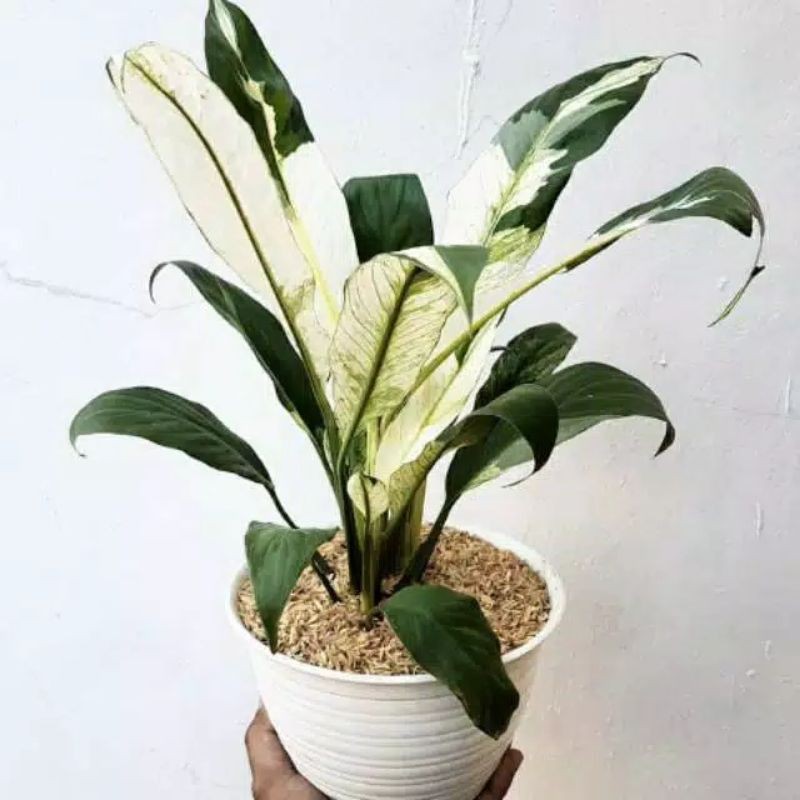 Jual Tanaman hias sepatu pilum varigata / peace lily / pohon sepatu ...
