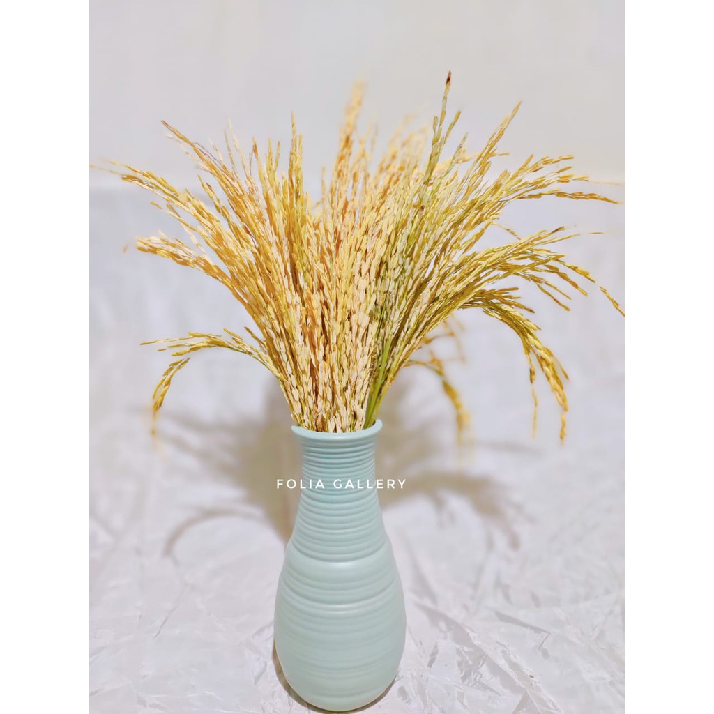 Jual FG-10 Tangkai Padi Kering Natural - Hiasan Buket Bunga Kering ...