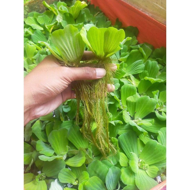 Jual kayu apu tanaman air | Shopee Indonesia