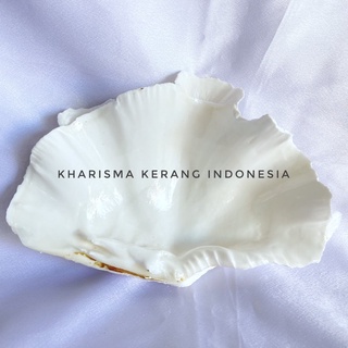 Jual SOUTH CHINA SEA CLAM SHELL B KERANG KIMA KERANG LAUT KIMA KERANG ...