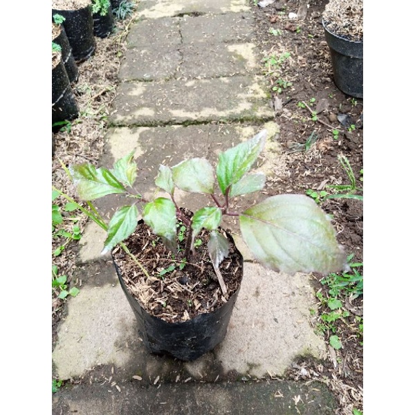 Jual tanaman Herbal Daun Nilam (Rimbun) | Shopee Indonesia