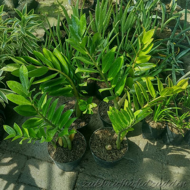 Jual Tanaman hias pohon dollar Zamioculcas zamiifolia Zamio Zamia ...