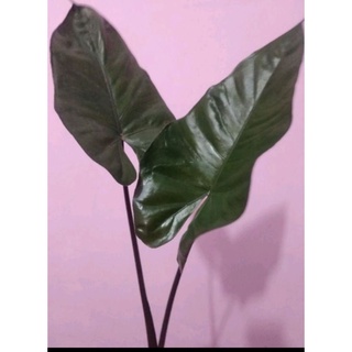 Jual Tanaman hias Sente Hitam/tanaman hias Sente hitam | Shopee Indonesia