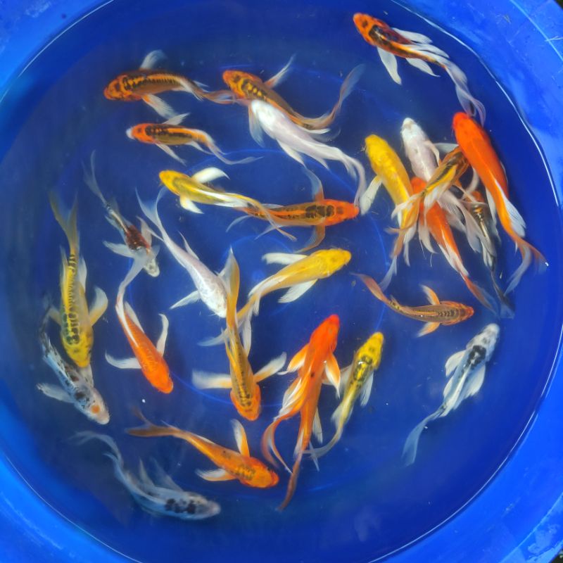 Jual koi kumpay/slayer size 17-20cm | Shopee Indonesia