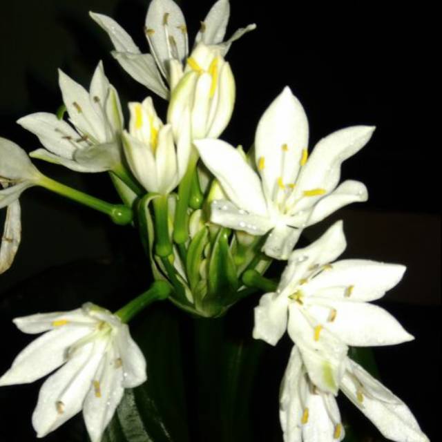 Terkeren 15+ Foto Bunga Putih - Gambar Bunga Indah