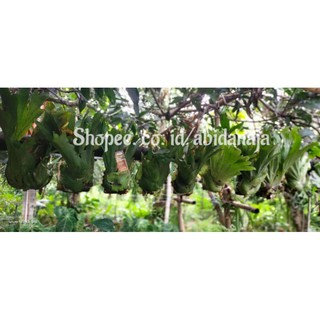 Jual Wandae /Platycerium wandae / simbar papua | Shopee Indonesia