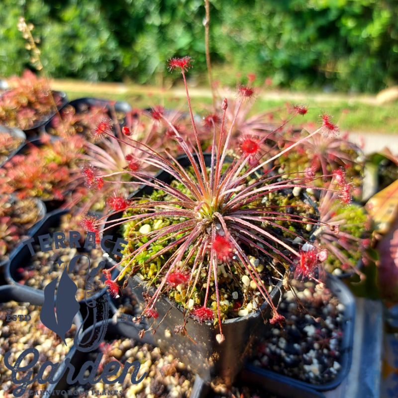Jual Tanaman Karnivora Drosera PARADOXA Tanaman Pemakan Serangga ... Jual Tanaman Karnivora Drosera PARADOXA Tanaman Pemakan Serangga ...