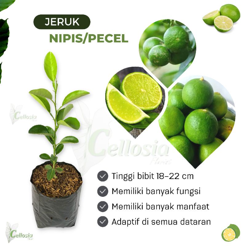 Jual Bibit Tanaman Buah Jeruk Nipis / Jeruk Pecel | Shopee Indonesia Jual Bibit Tanaman Buah Jeruk Nipis / Jeruk Pecel | Shopee Indonesia