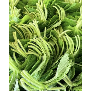 Jual Daun Wijen Korea Korean Bbq Perilla Shiso Sesame Leaf Kkaennip ...