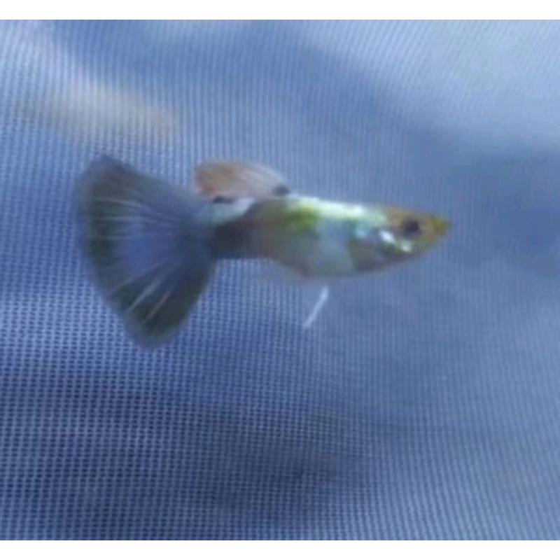 Jual ikan hias Guppy Blue diamond sepasang | Shopee Indonesia