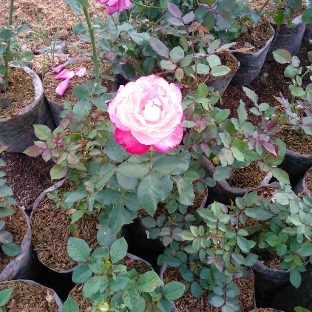 Jual Mawar import jenis complank bunga mawar benih mawar mawar segar bunga cantik | Shopee Indonesia