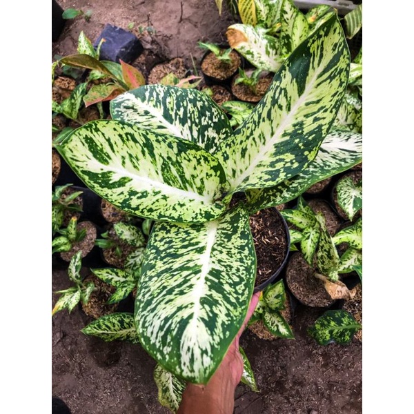 Jual Tanaman Hias Diven Candy Segar Cantik Murah Ratu Daun Diven Bunga ...