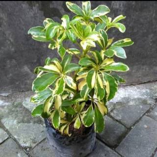 Jual Tanaman hias Walisongo Varigata- Pohon Walisongo varigata | Shopee ...