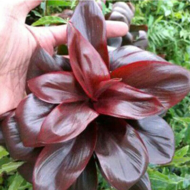 Jual tanaman hias hanjuang merah (andong mini) | Shopee Indonesia