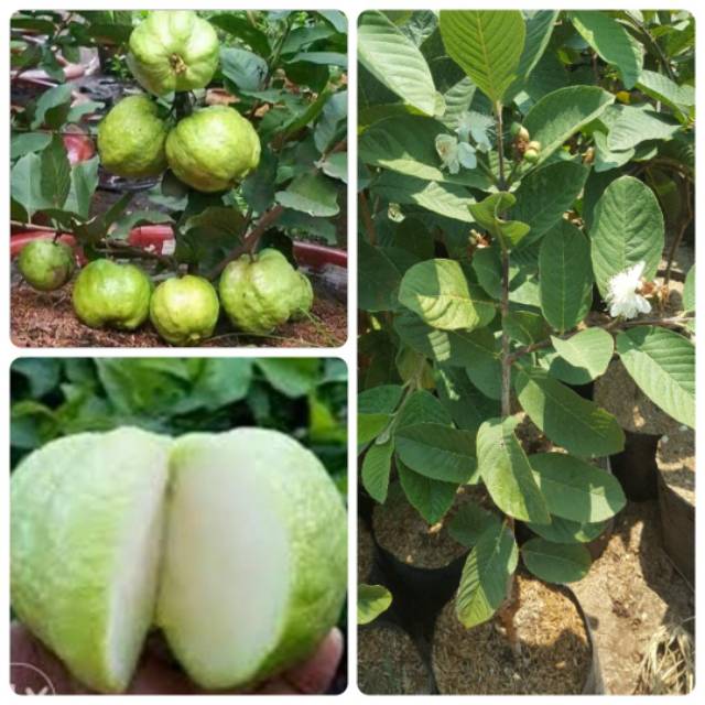 Jual Jambu Kristal Kondisi Bunga | Shopee Indonesia