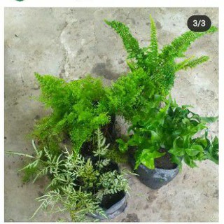 Jual paket 4 jenis pakis-pakisan | Shopee Indonesia