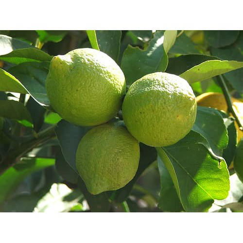 Jual JERUK PECEL | Shopee Indonesia