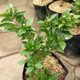 Jual Bunga Melati Kosta / Costa | Brunfelsia Uniflora | Shopee Indonesia