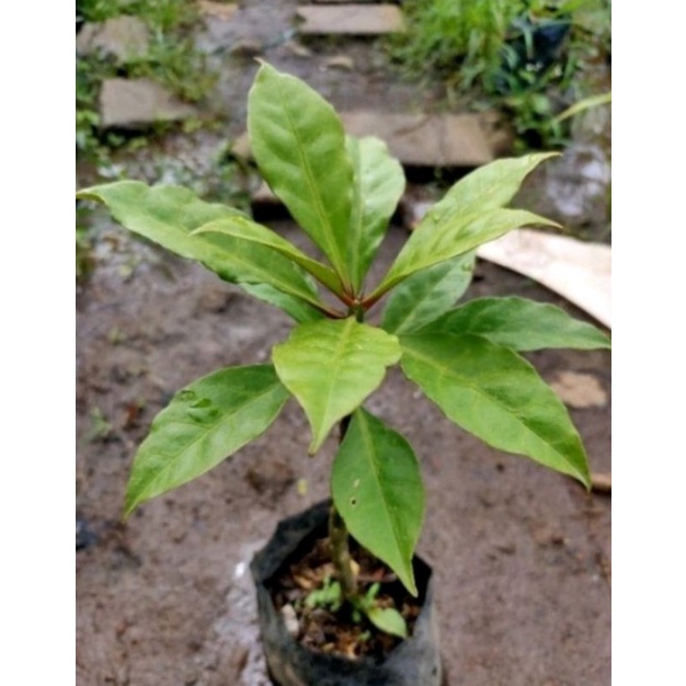 Jual bibit daun jarum 7 duri tanaman herbal | Shopee Indonesia