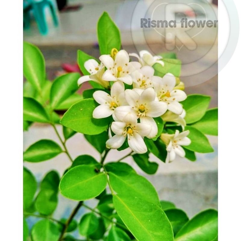 Jual Tanaman hias kemuning Jawa bunga wangi / pohon kemuning Jawa ...