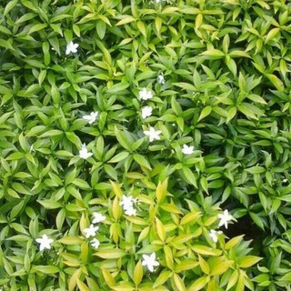 Jual Tanaman Hias Bunga Rembosa Mini-Sabrina Mini-ITS | Shopee Indonesia