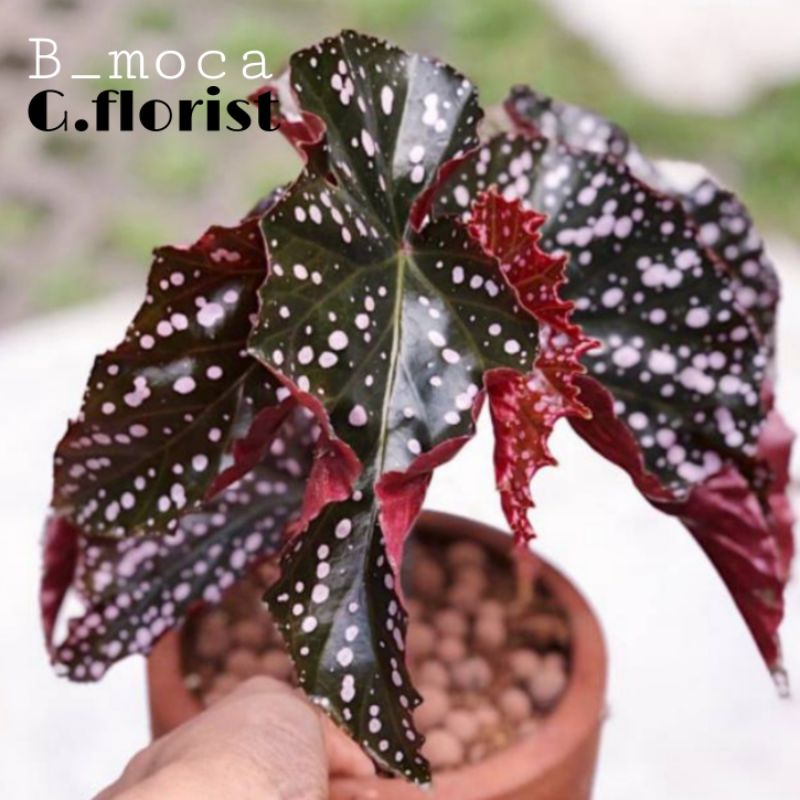 Jual begonia craklin Rosie/begonia moca tanaman hias hidup murah ...