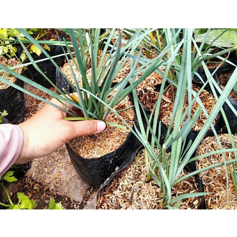 Jual tanaman bawang kucai - tanaman sayur - tanaman bumbu | Shopee ...