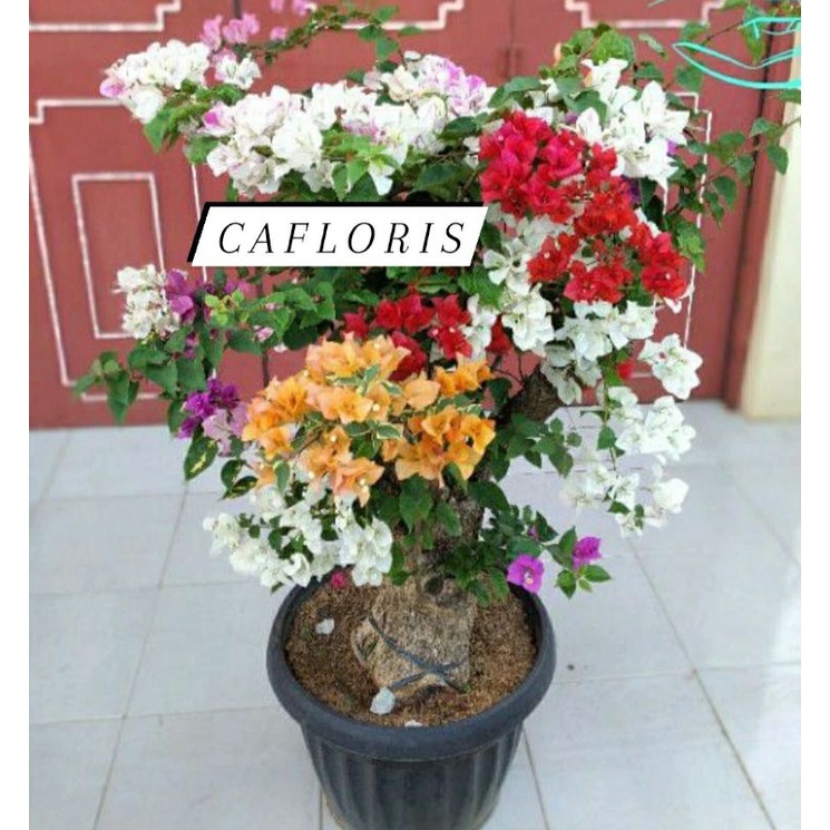 Jual Bougenville 5 warna bugenvil ekor musang merah bunga kertas ...