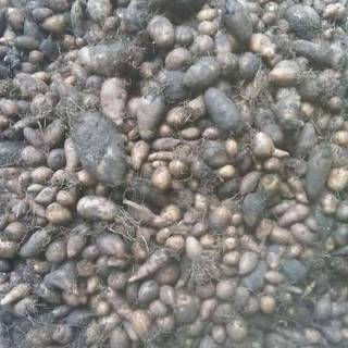 Jual Ubi KEMILI/gembili Berat 500 gram | Shopee Indonesia