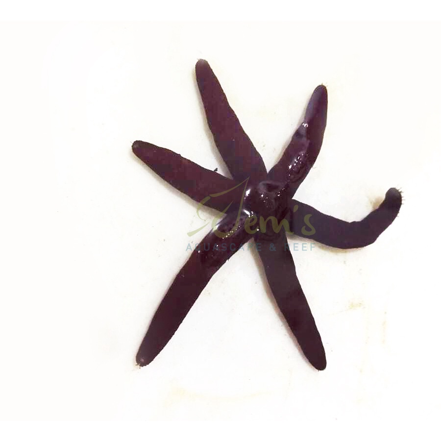 Jual Bintang Laut Merah B (Purple Linckia Seastar) | Shopee Indonesia