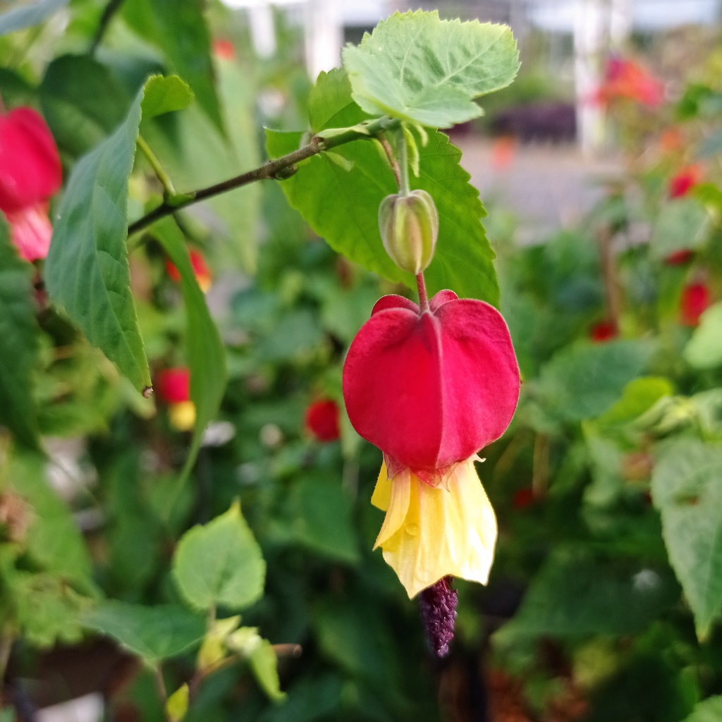 Jual Tanaman Bunga Lampion - Lampion merah - Bunga lampion - Tanaman ...