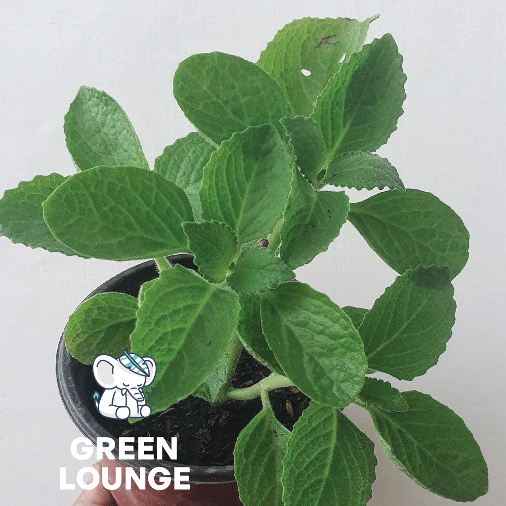 Jual Tanaman Rawatan Mexican Mint | Shopee Indonesia