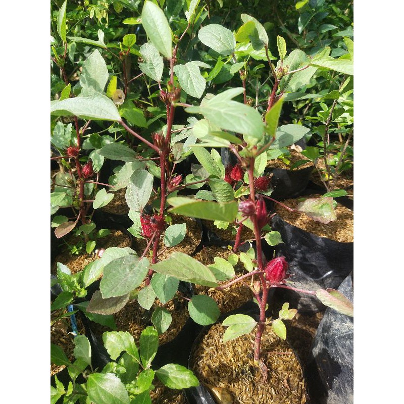 Jual Rosela merah ( asli ) | Shopee Indonesia