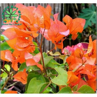 Jual Bibit Bunga Bougenville Bunga Kertas - Bugenfil Bunga Oren ...