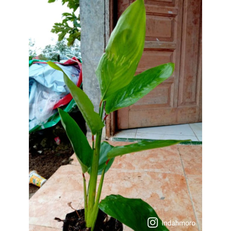 Jual Tanaman Garut/maranta adurinancea | Shopee Indonesia