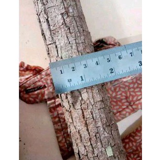Jual Kayu bidara tua P. 80-100 cm,kulit bertekstur kasar | Shopee Indonesia