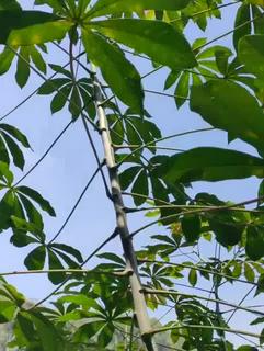 Jual BENIH SETEK SINGKONG RACUN SAPIKURU | Shopee Indonesia