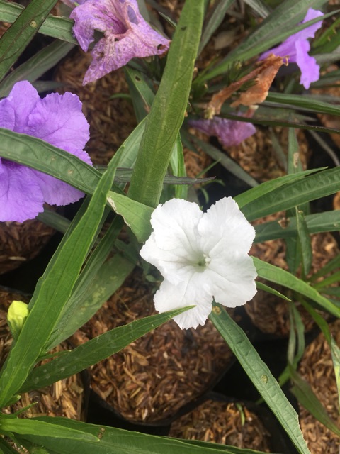 Begini 22+ Tanaman Bunga Hias Pendek yang Wajib Disimak! - Informasi ...