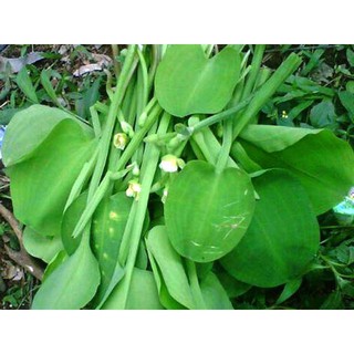 Jual Benih Bibit Daun Genjer/Gendot Ninufarm (150 Butir) | Shopee Indonesia