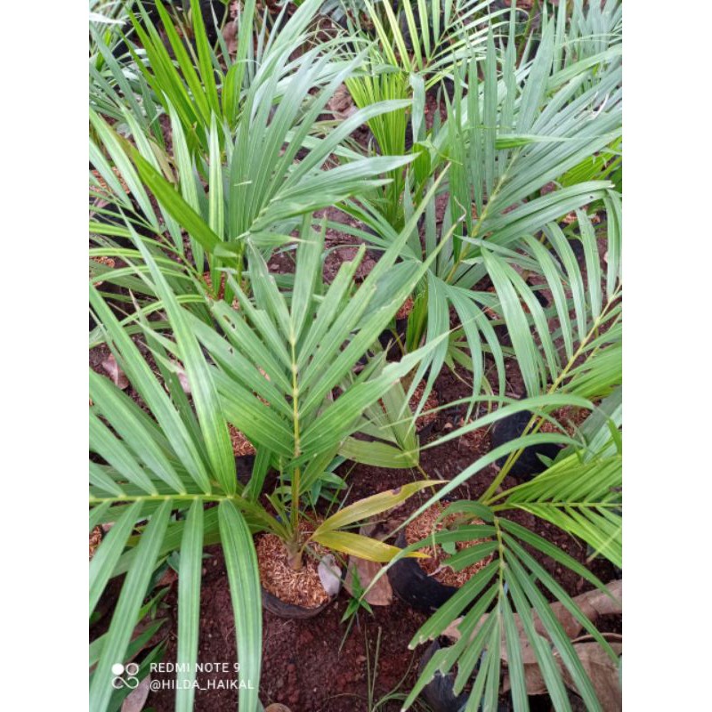 pohon palem kuning | Shopee Indonesia