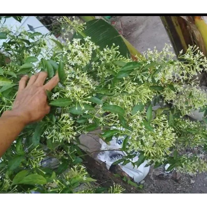 Jual tanaman bunga Arum Dalu klau berbunga wangi semerbak ukuran acak ...