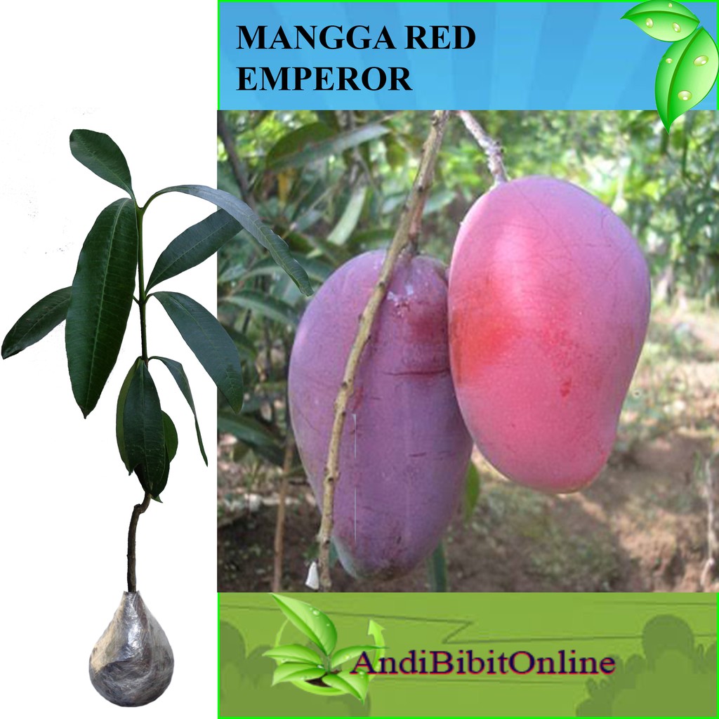 Jual Tanaman Mangga Red Emperor - Bibit Pohon Mangga (Tinggi 40-60 cm ...