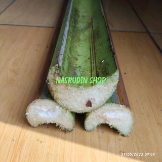 Jual POTONGAN PELEPAH POHON RUMBIA 60 CM SEGAR / PELEPAH POHON SAGU ...