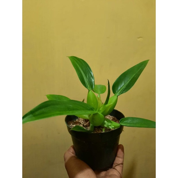 Jual tanaman hias philodendron martianum atau philo katak pingpong ...